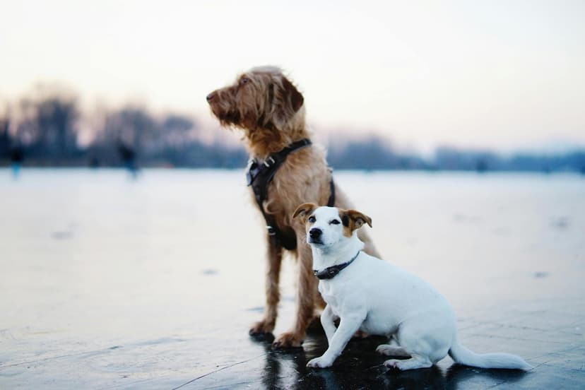 Priory Veterinary Group Beeston / MiNightVet Nottingham | Vets in ...