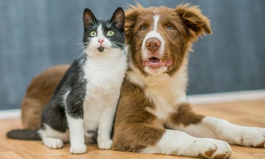 Vets in Nottingham | Nottinghamshire Veterinary Directory | Updated ...
